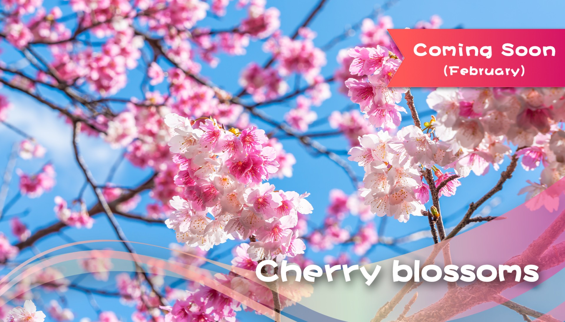 Cherry blossoms | Flower Appreciation
