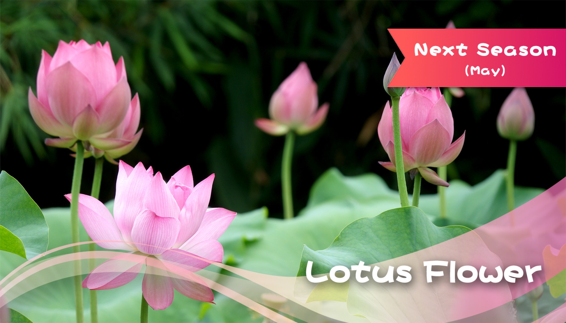 Lotus Flower Names | Best Flower Site