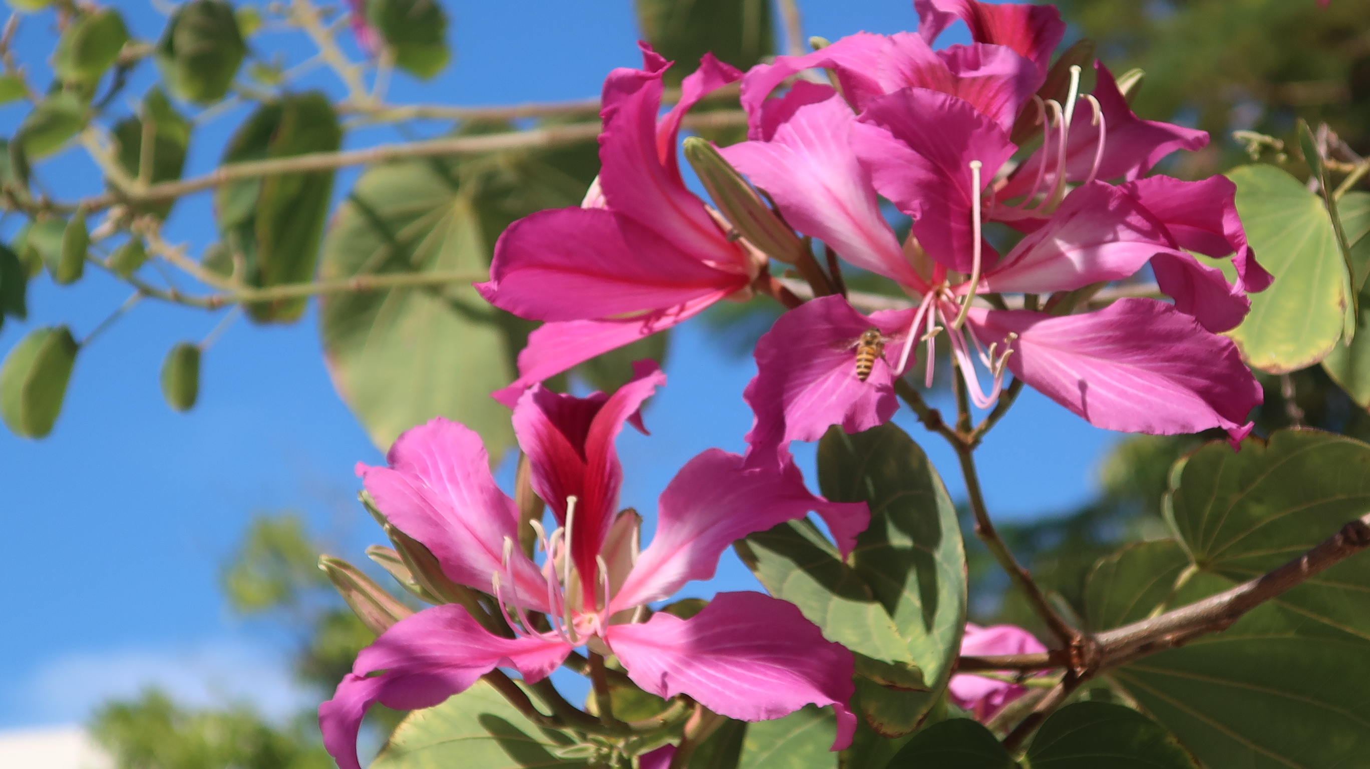 Hong Kong Orchid Tree | Flower Appreciation