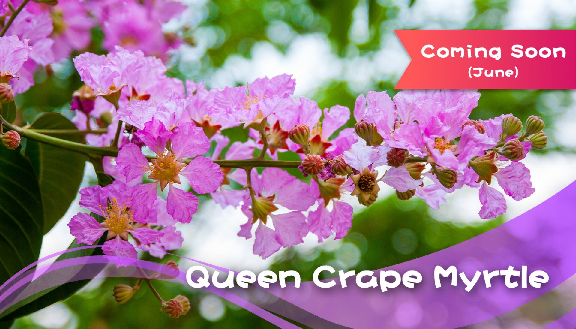 Queen Crape Myrtle | Flower Appreciation
