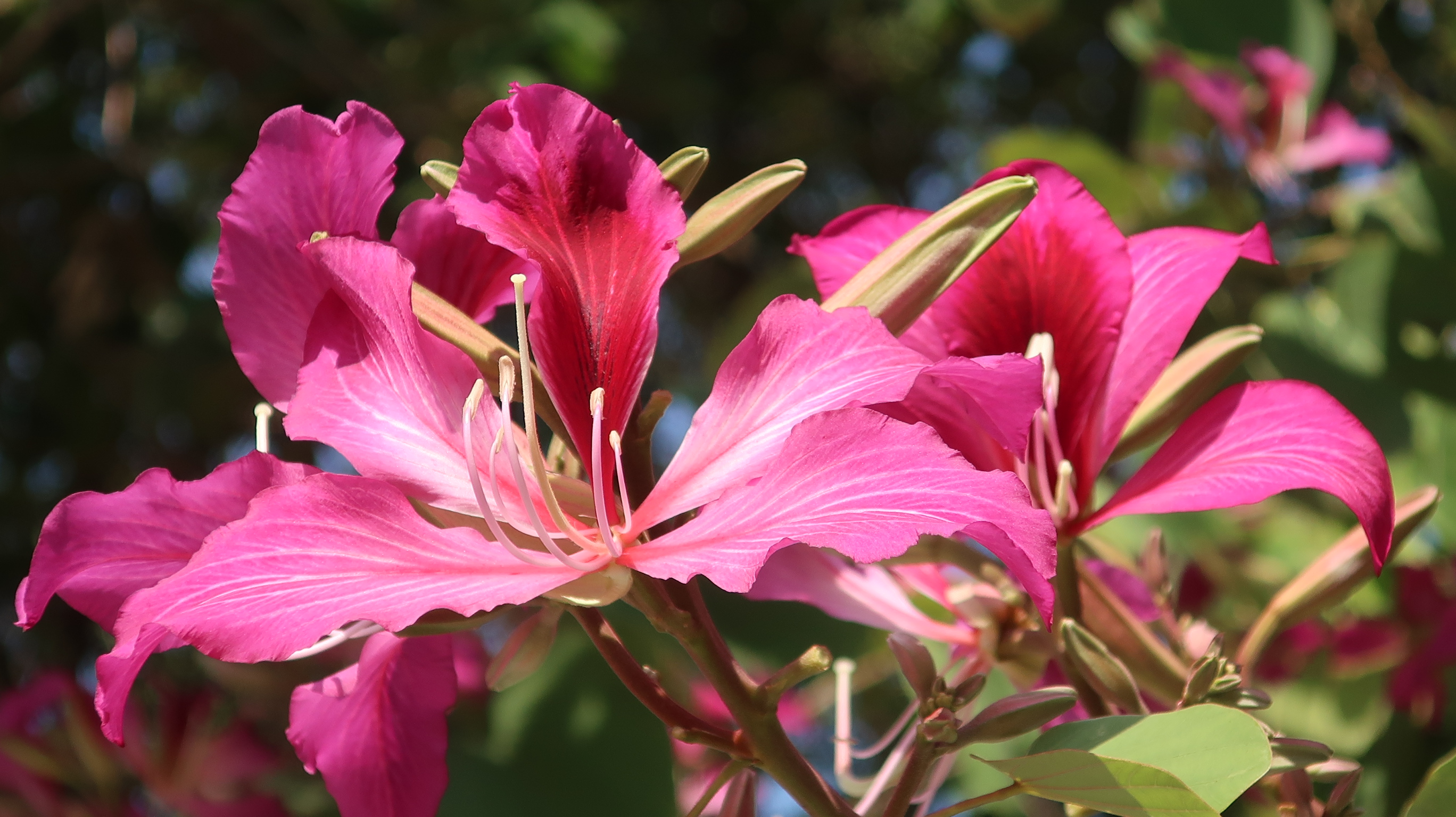 Hong Kong Orchid Tree | Flower Appreciation