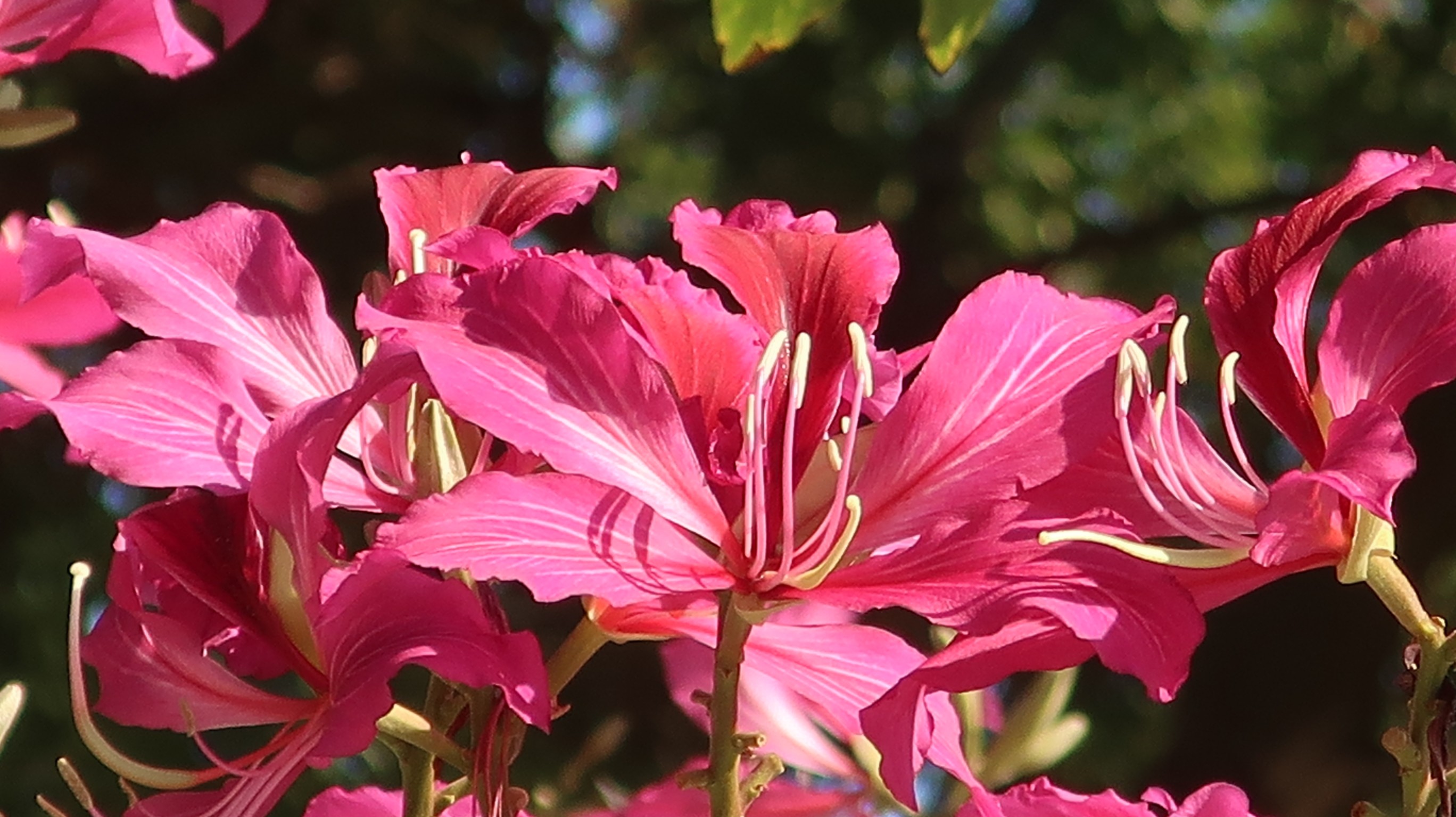Hong Kong Orchid Tree | Flower Appreciation