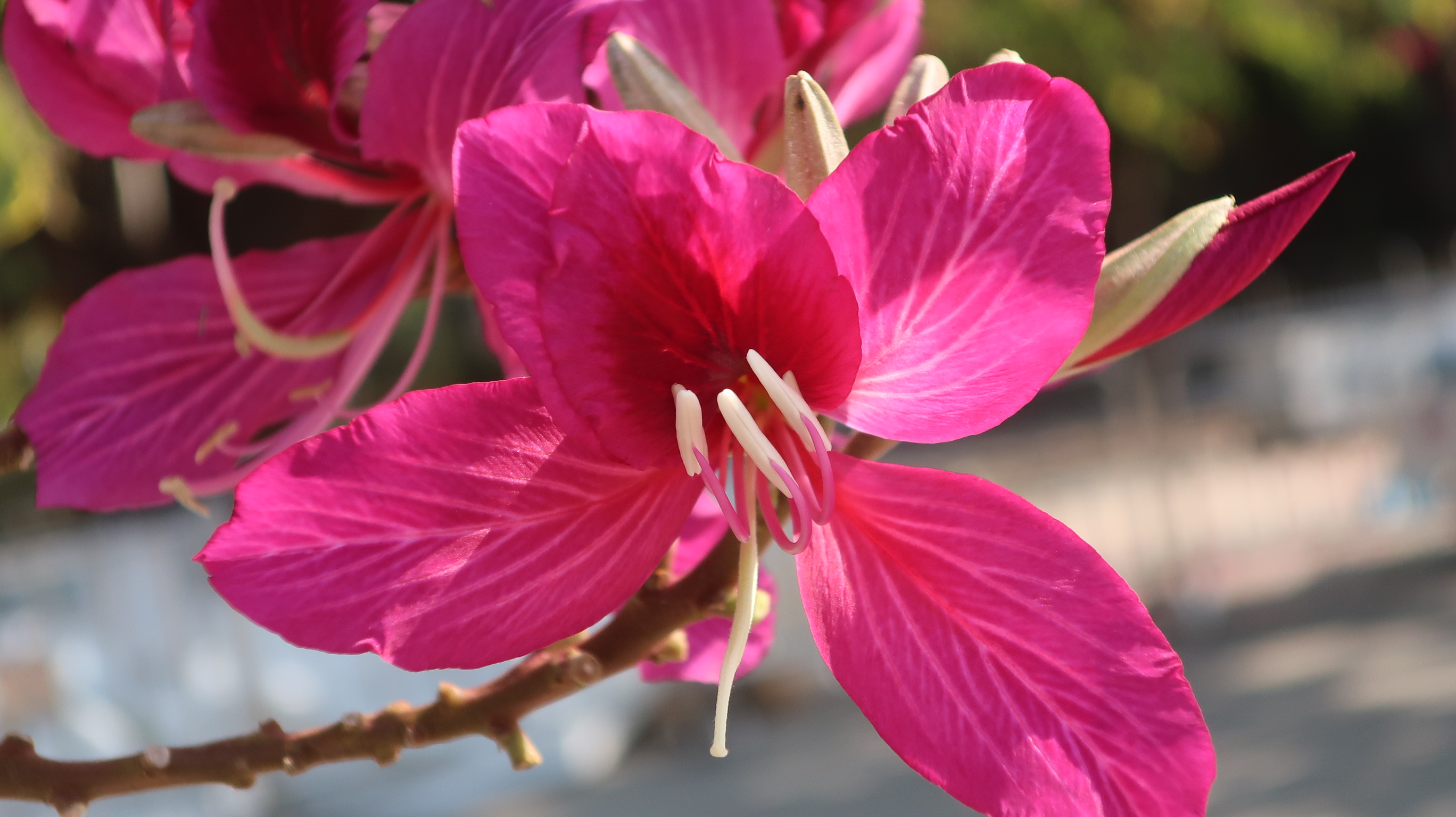 Hong Kong Orchid Tree | Flower Appreciation