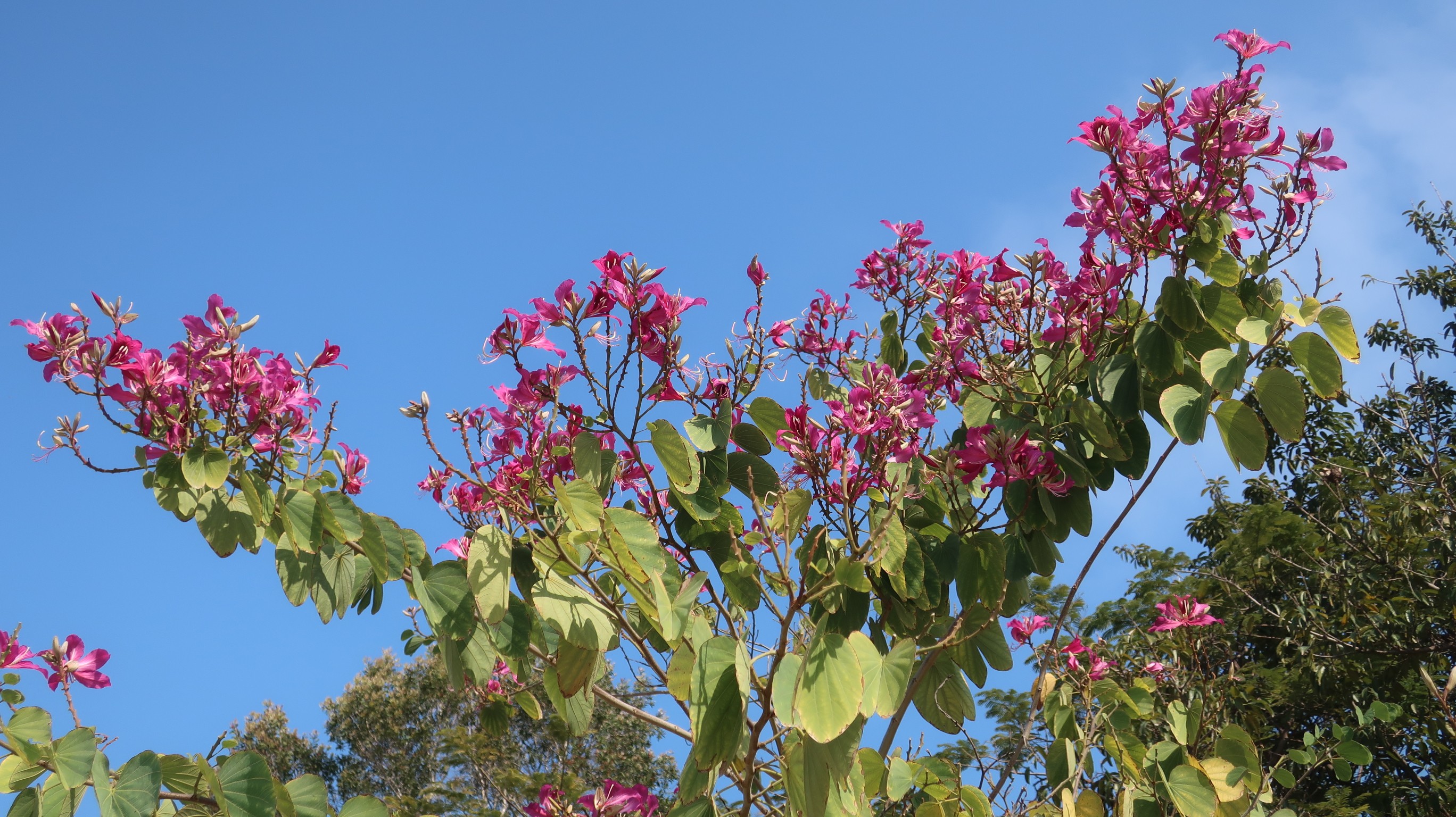 Hong Kong Orchid Tree | Flower Appreciation