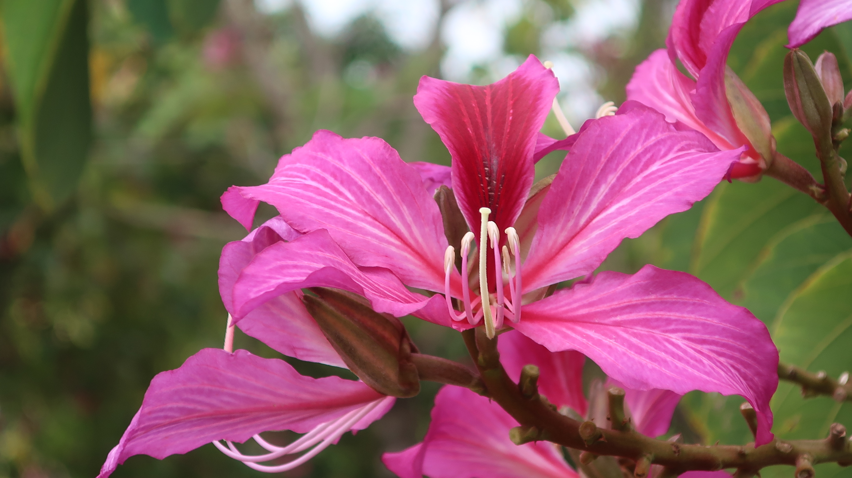 Hong Kong Orchid Tree | Flower Appreciation