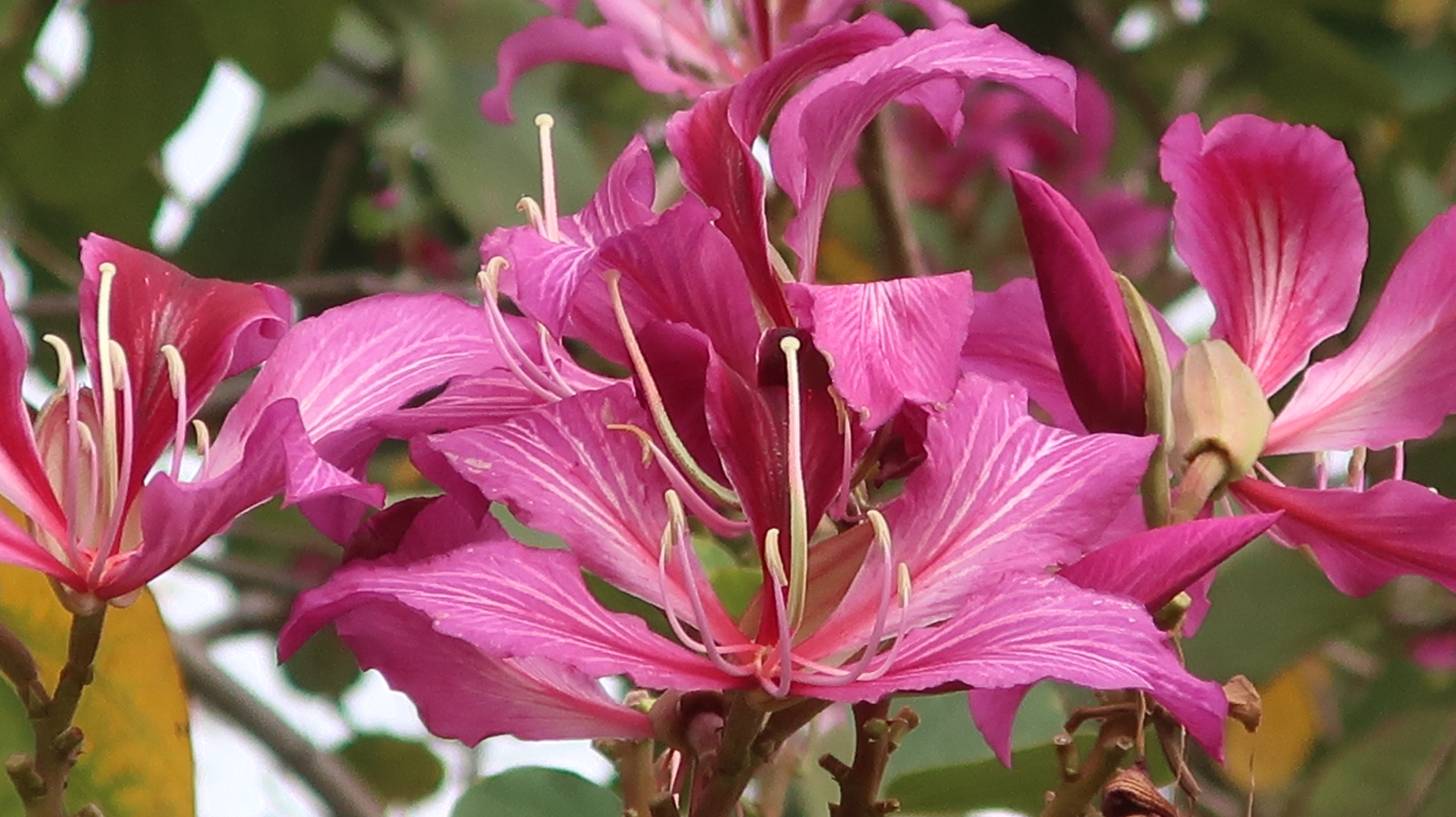 Hong Kong Orchid Tree | Flower Appreciation